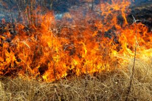 National Wildfire Awareness Month - EFI Global
